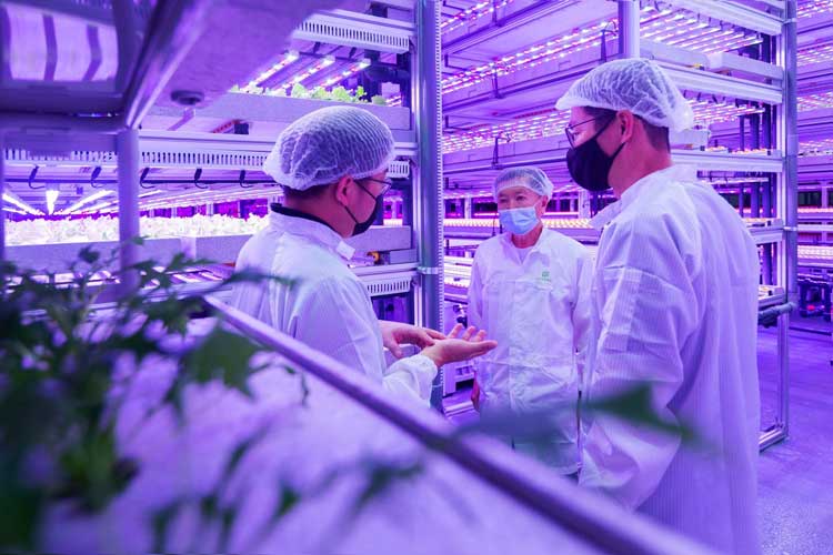 Go Farm - Backyard Production